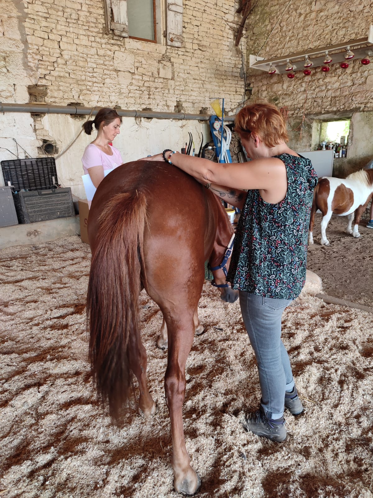 LA KINESIOLOGIE ANIMALE - LFF Kinésio